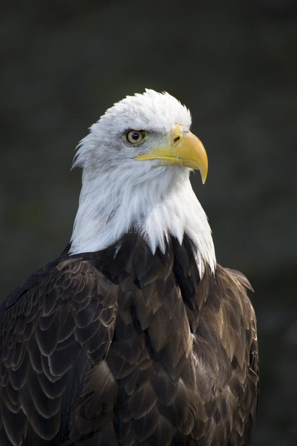 Big eagle stock image. Image of head, black, eagle, beak - 6281047