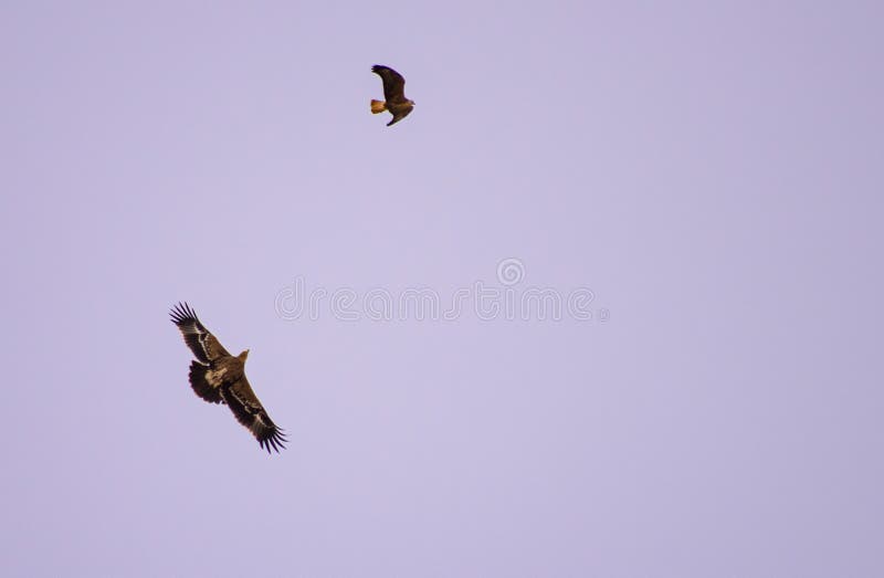 Hawks chase in the sky stock image. Image of hawks, beak - 245324691