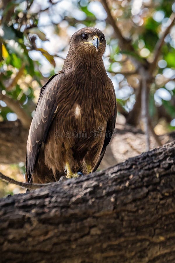 Big eagle India stock photo. Image of animal, environment - 92360386