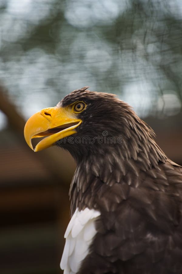 Big eagle profile stock image. Image of crane, cage - 151716705