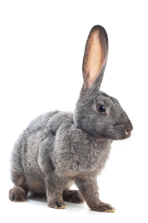 Luminescent Vision: a Glimpse Inside the Shadowed Rabbit. X-ray Scan of ...