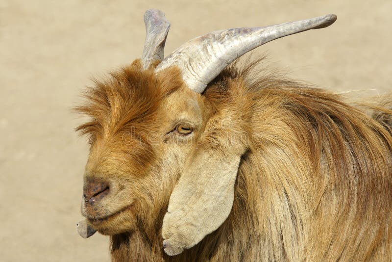 Big-ear sheep stock image. Image of horns, alone, wildlife - 18811303