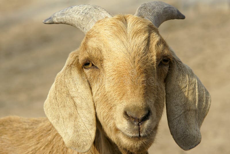 Big-ear sheep stock image. Image of alone, brown, sheep - 18811395