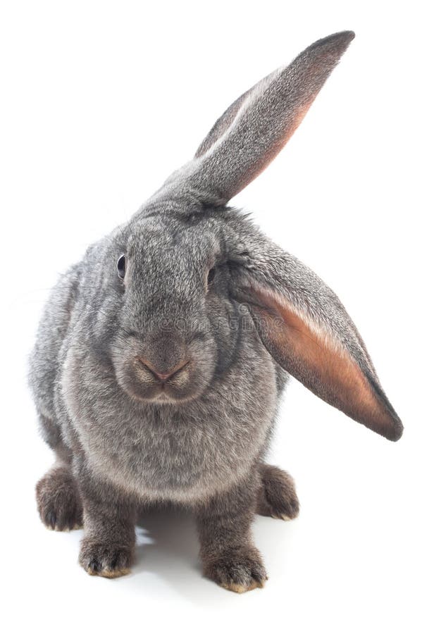 Funny bunny stock photo. Image of furry, portrait, fluffy - 4080216