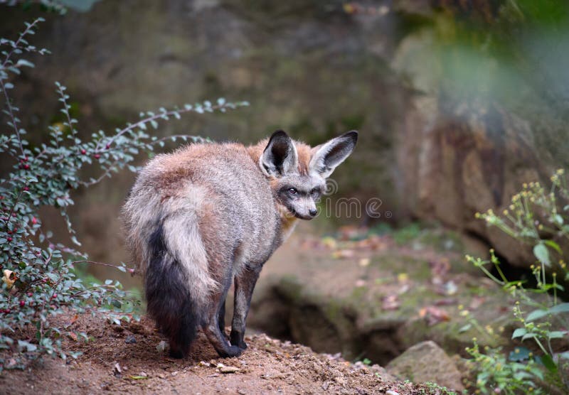 Bat-eared Fox Cubs stock image. Image of lovely, kralove - 354923