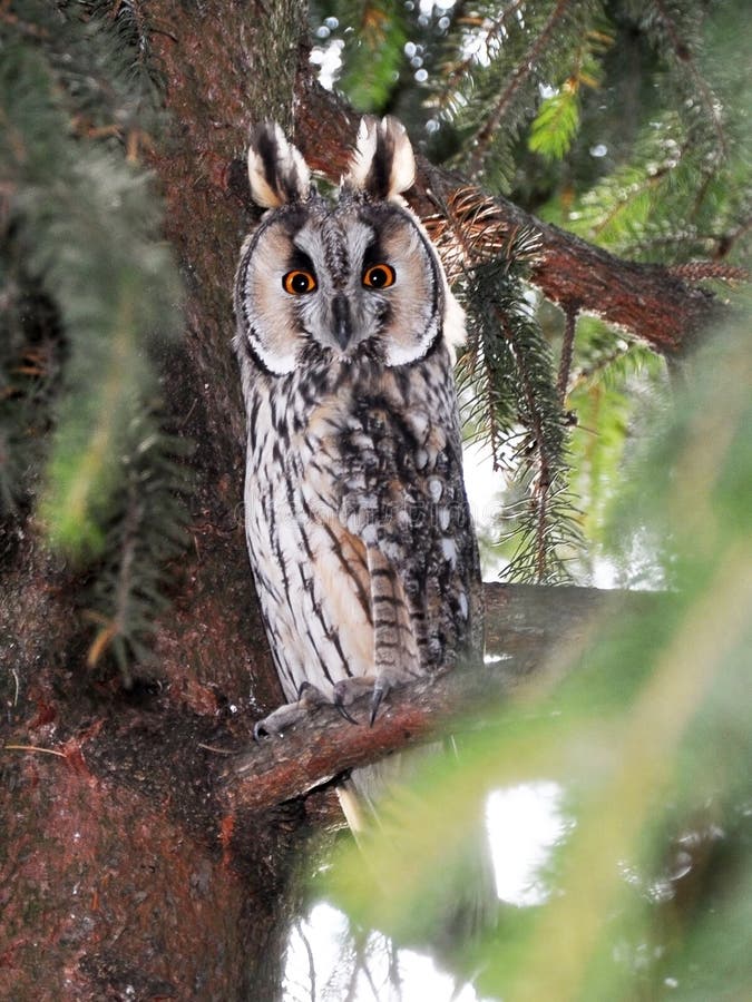 Big eared Owl stock image. Image of forest, great, predator - 66848225