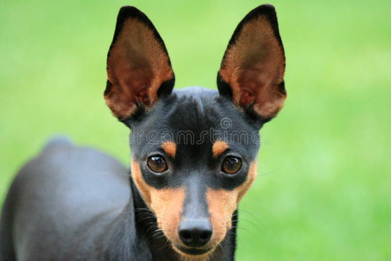 All Ears Deer (Gerenuk) stock image. Image of antelope - 254719