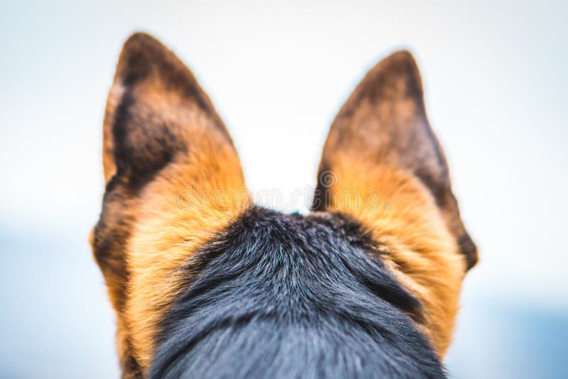Big Ears German Shepherd Dog Stock Image - Image of goofy, autumn ...