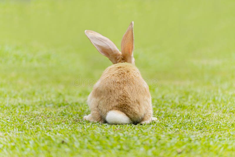 Big Ears Rabbit Walks Around on Grass. Close Up Bunny Rabbit on Back ...