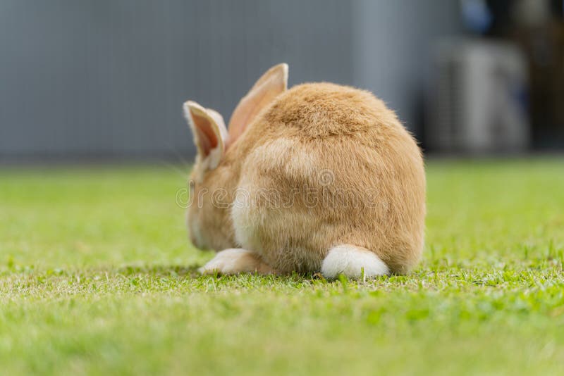 Big Ears Rabbit Walks Around on Grass. Close Up Bunny Rabbit on Back ...