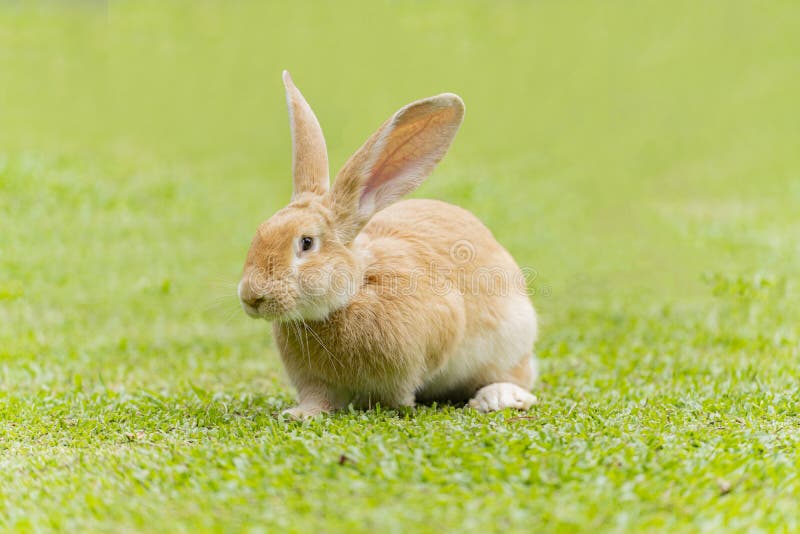 Big Ears Rabbit Walks Around on Grass. Close Up Bunny Rabbit on Front ...