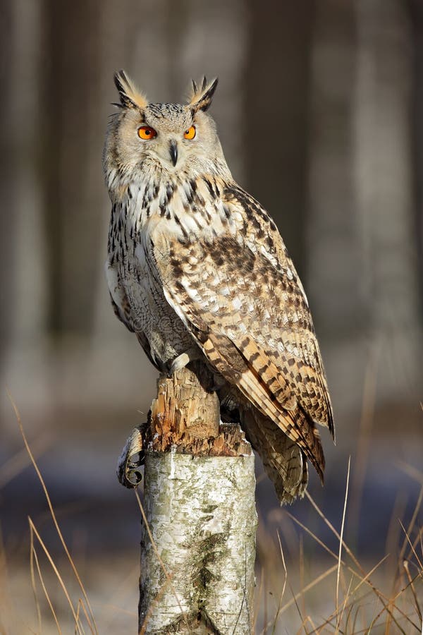 Big Eastern Siberian Eagle Owl, Bubo Bubo Sibiricus, Sitting on Hillock ...
