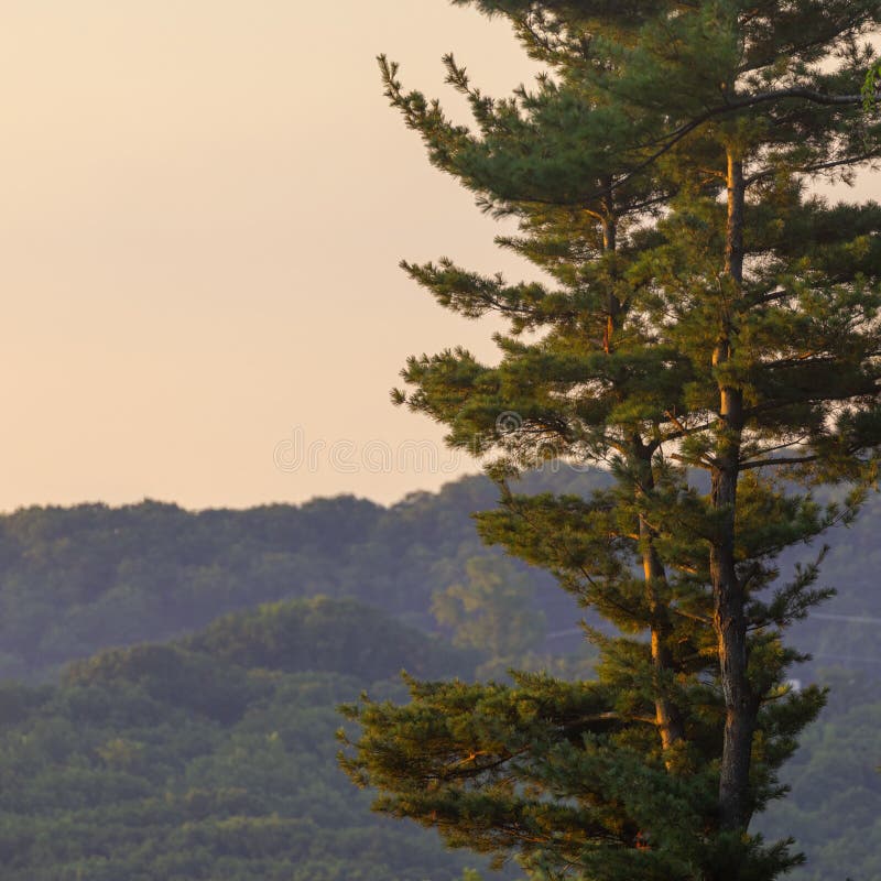Big Eastern White Pine Tree, Pinus Strobus Against the View of a Dense ...