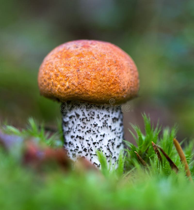 Big edible mushroom stock image. Image of mushroom, natural - 153822219