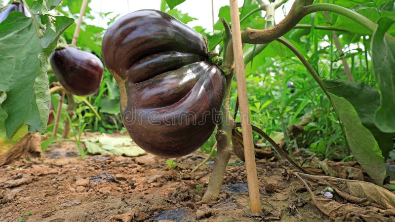 Big eggplant on the plant stock photo. Image of botany - 366471226