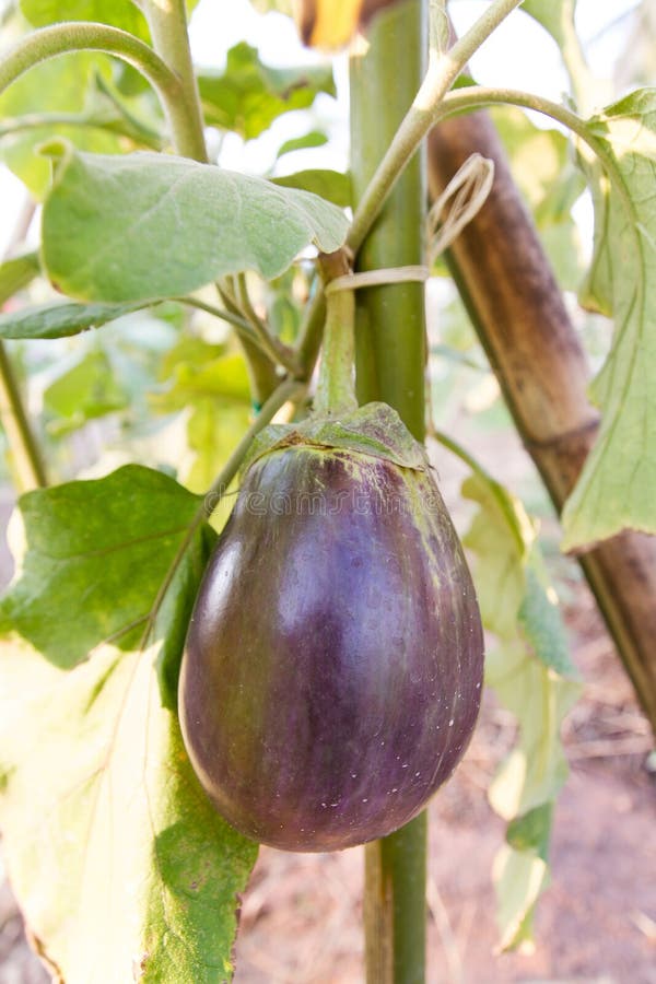Big Eggplant Vegetable Growing Stock Photo - Image of natural, brinjal ...