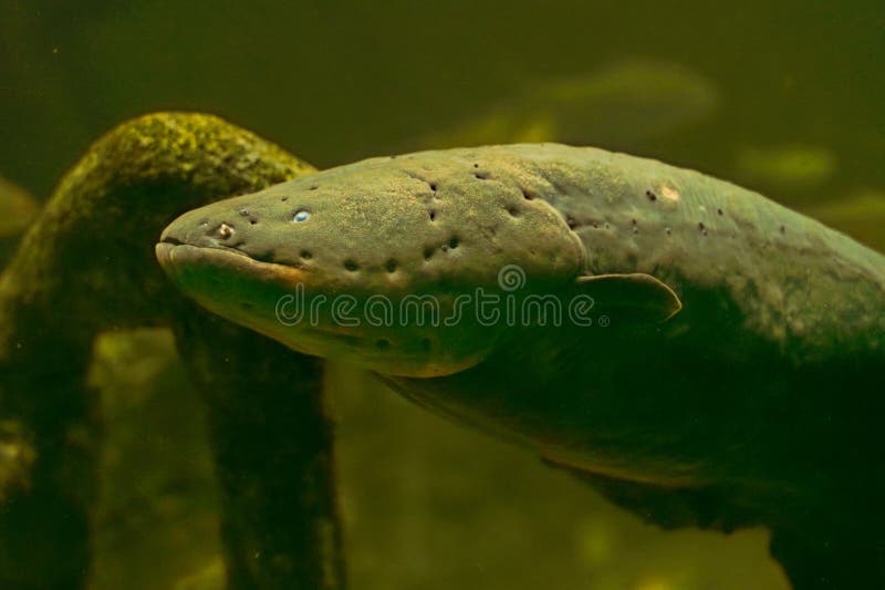 Big Electric Eel in the South China Sea Captured Stock Photo - Image of ...