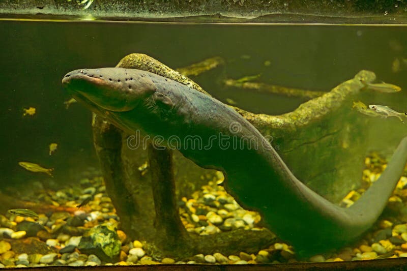Big Electric Eel in the South China Sea Captured Stock Photo - Image of ...