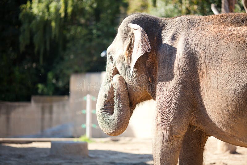 Big elephant stock image. Image of mammal, ivory, power - 21248181