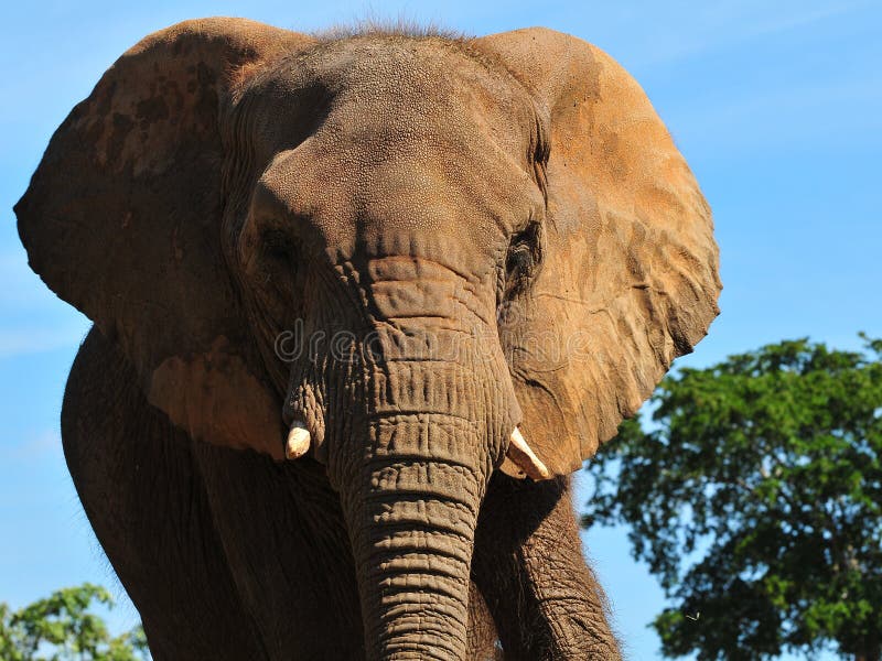 Big Elephant stock photo. Image of trees, tall, elephants - 24103944