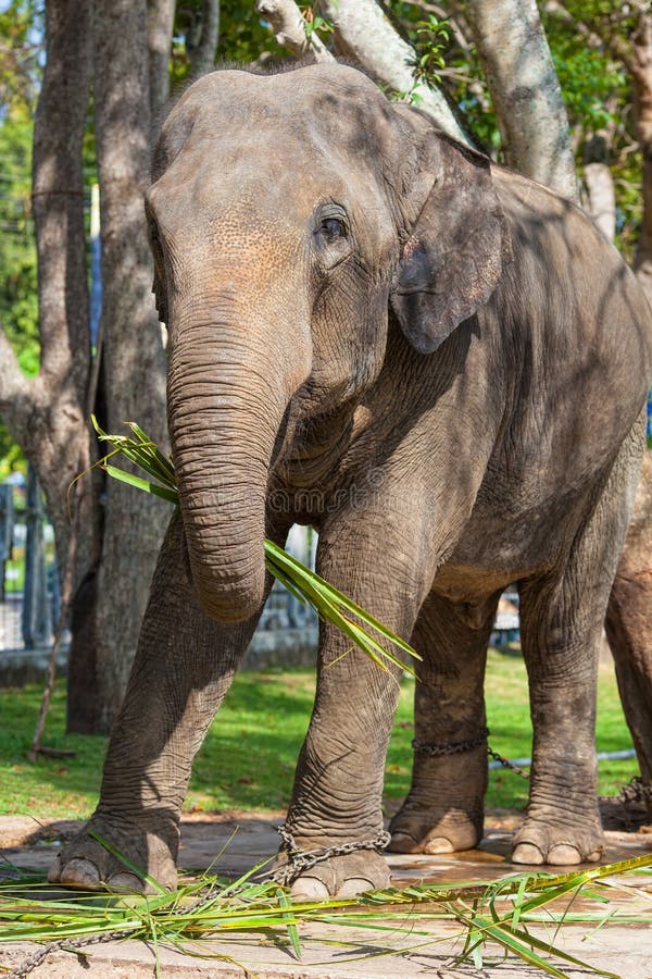 The big elephant stock photo. Image of bush, giant, national - 29170986
