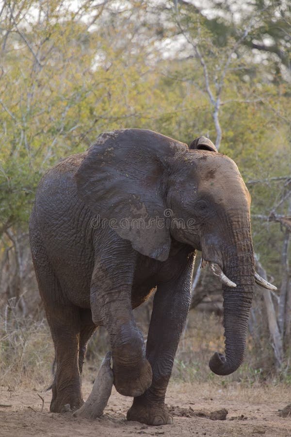 Elephant Approaching Isolated Stock Photo - Image of mammal, endangered ...
