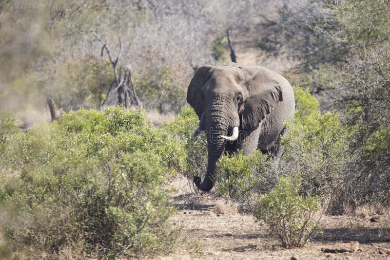 Elephant Approaching Isolated Stock Photo - Image of mammal, endangered ...