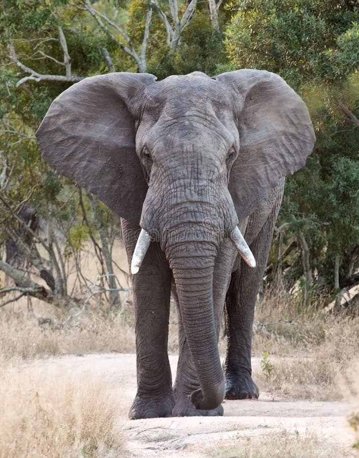Big Elephant Approacing Along a Road Stock Image - Image of endangered ...