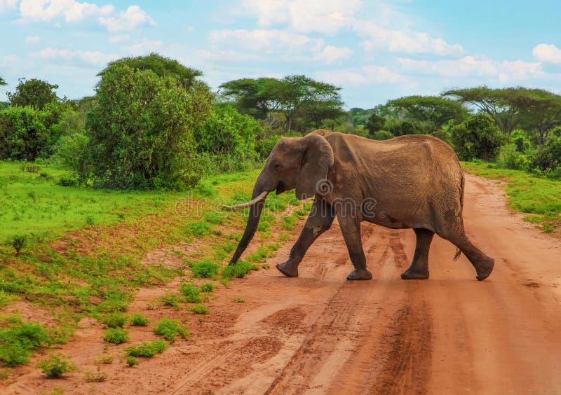Big Elephant Crossing the Brown Sand Road in a Bush Stock Photo - Image ...