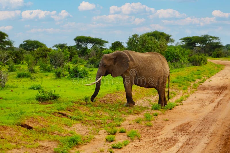Big Elephant Crossing the Brown Sand Road in a Bush Stock Image - Image ...