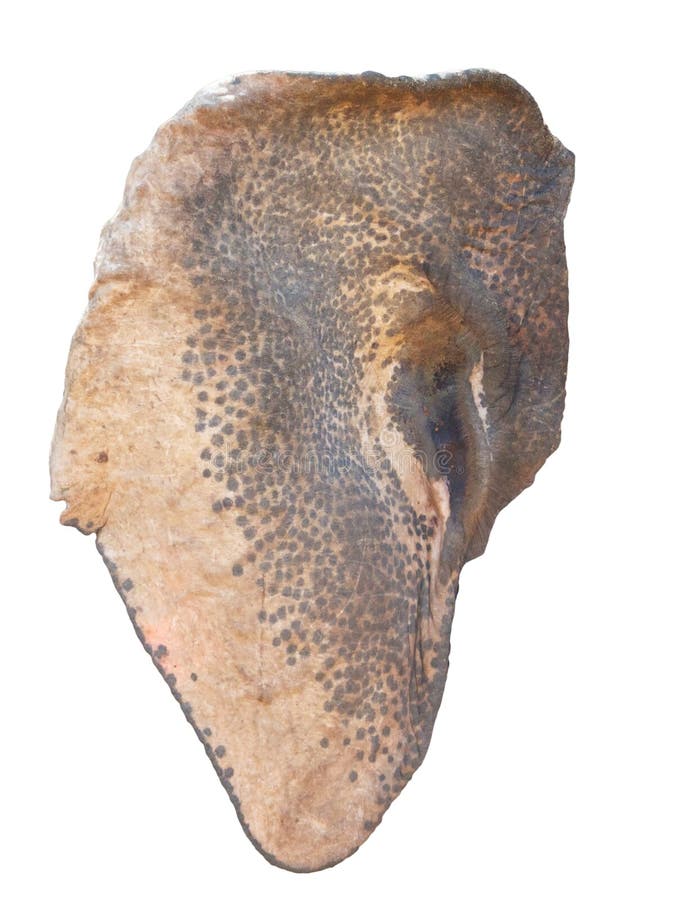 1,207 Big Elephant Ear Isolated White Background Stock Photos - Free ...