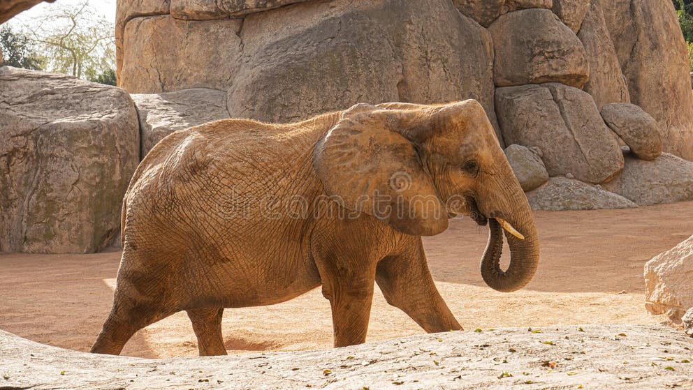 Goofy Elephant Stock Photos - Free & Royalty-Free Stock Photos from ...