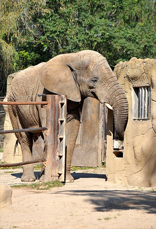 Big elephant stock image. Image of live, elephant, exotic - 87877501
