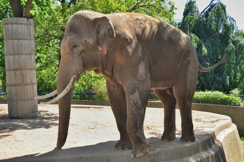 Big elephant stock photo. Image of bishop, alone, heavy - 52746534