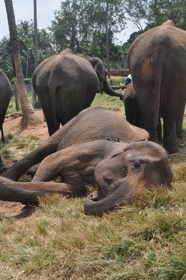Elephant Lying Down on Riverbank Amongst Herd Stock Photo - Image of ...