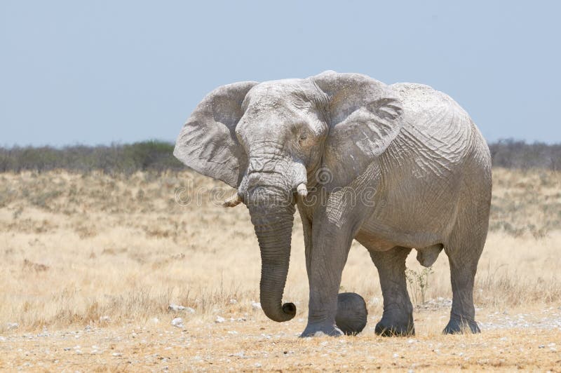 Big elephant in Namibia stock photo. Image of desert - 235895682