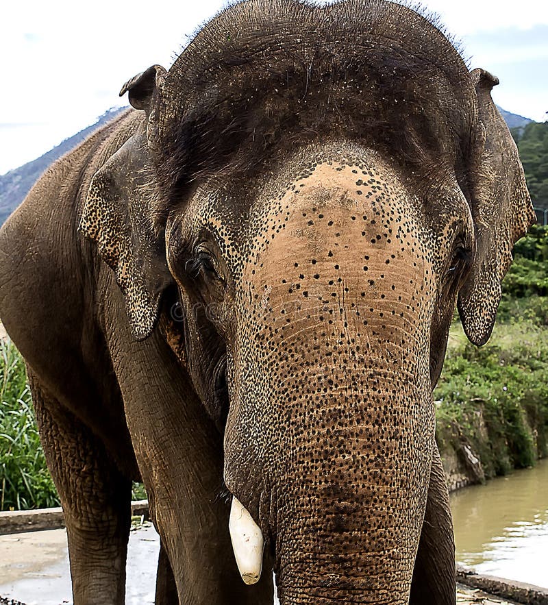 Big elephant stock photo. Image of power, tropics, nature - 85536744