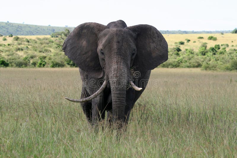 Big Elephant in a National Reserve Stock Photo - Image of power, park ...