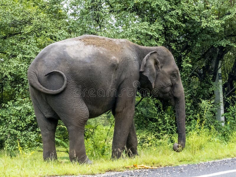Elephant Near the Lake Storks Flying Around Stock Photo - Image of ...