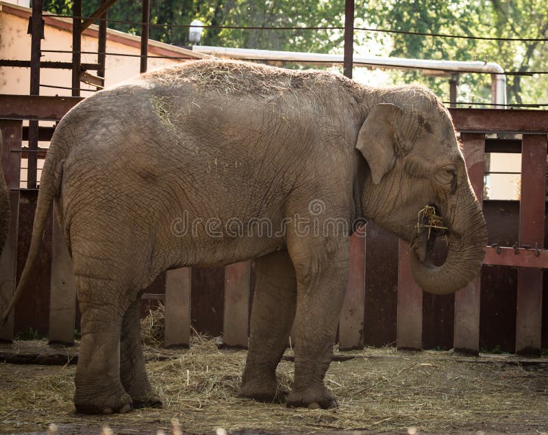 Big Elephant in a Park in the Nature Stock Image - Image of animal ...