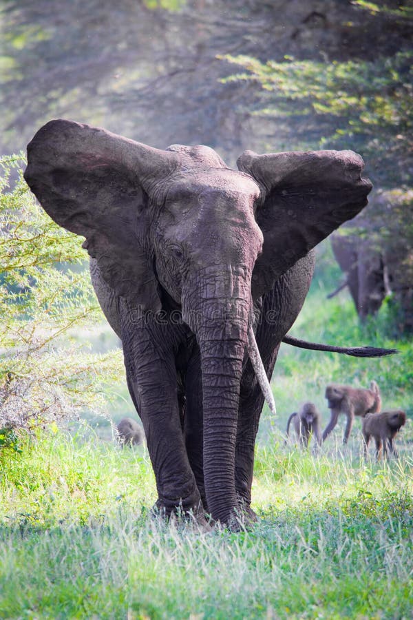 Big elephant stock photo. Image of tanzania, jeep, landscape - 49738306