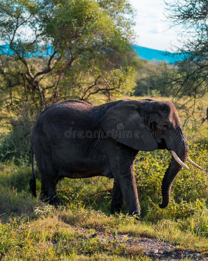 Big Elephant Standing in Greenery Field Stock Image - Image of view ...