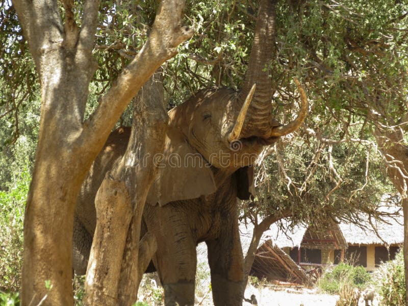 A big elephant in a tree stock image. Image of lunch - 194961165