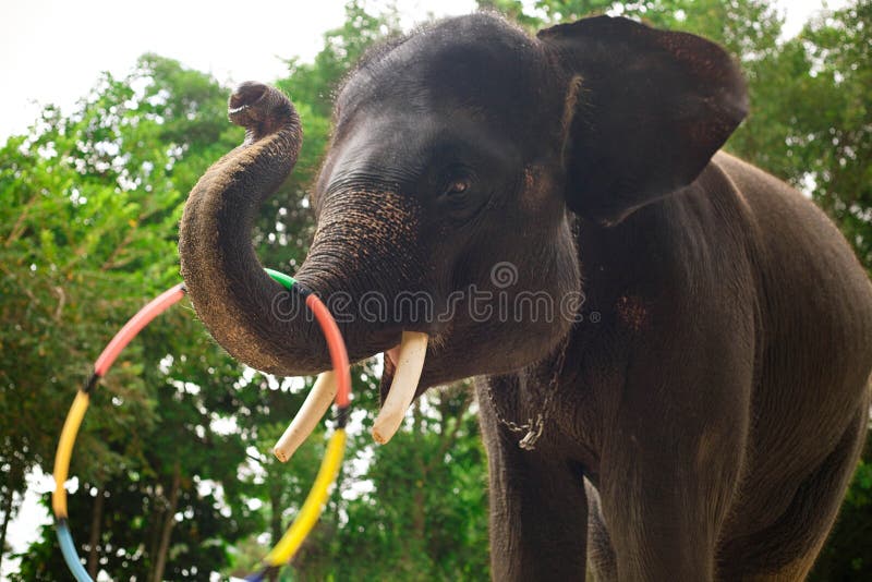 Elephant with Tusks and a Hoop Turning Stock Image - Image of proboscis ...