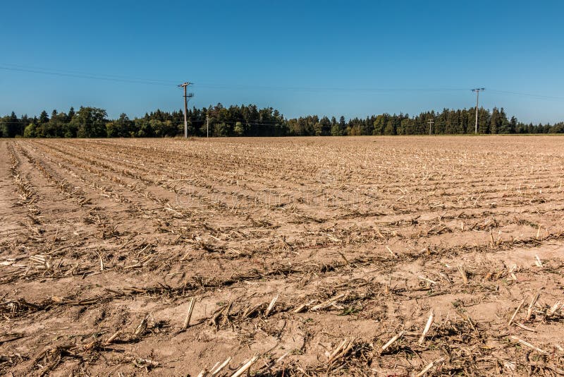 Big Empty Corn Field with Little Forest Stock Image - Image of climate ...