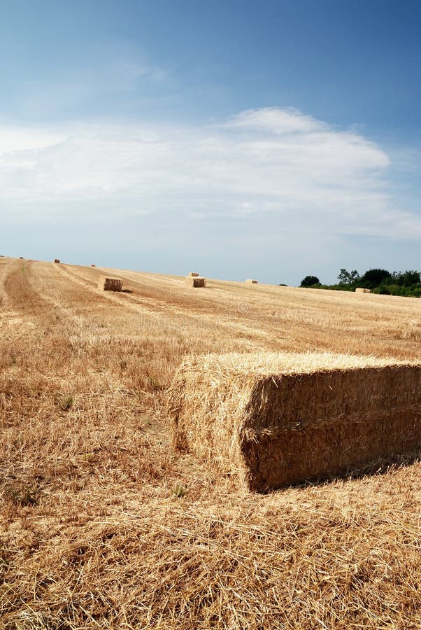 Big empty field stock photo. Image of meadow, orange - 16262832