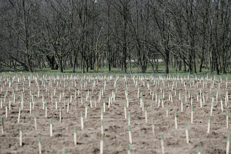 A Big Empty Terrain Prepared for Planting Trees. Great for the ...