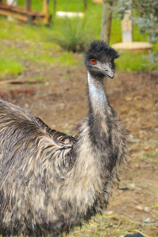 Big emu stock photo. Image of perth, isolated, ostrich - 20897800