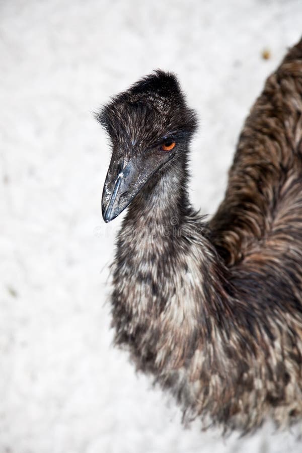 Big Emu Bird with Orange Eyes Stock Photo - Image of bill, flightless ...