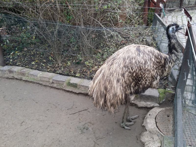 Big Emu & X28;Dromaius Novaehollandiae& X29; in a Park Stock Image ...